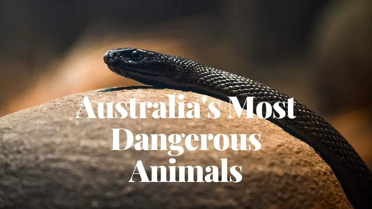 Wierd & Cute Animal Pics – All Kinds of Funny Images