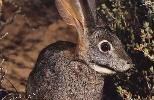Riverine Rabbit - It's Nature