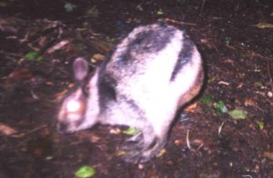 Sumatran Rabbit - Characteristics, Habitat & Breeding - Critically ...