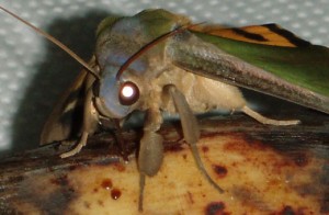 Vampire Moth - It's Nature