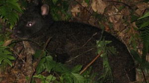 Amami rabbit - Characteristics, Habitat & Breeding - Endangered Species