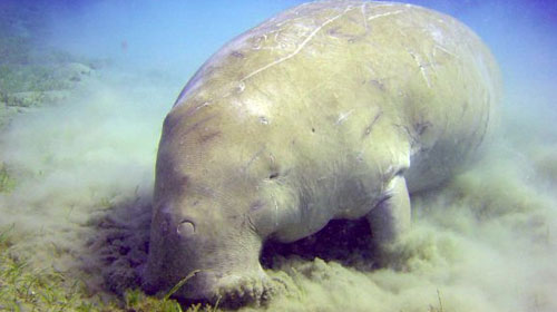 Dugong - It's Nature