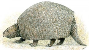 Glyptodon - Carved Tooth Mammal - Dinosaurs