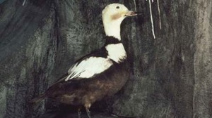 Labrador Duck - Pied Duck - Extinct Species