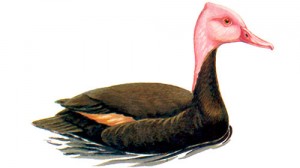 Pink-headed Duck - Indian Diving Duck - Critically Endangered Species