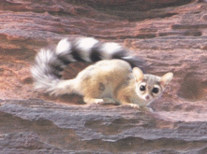 Ring-tailed Cat – Bassariscus astutus - Ground Mammals