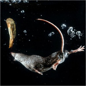 Eurasian Water Shrew – Neomys fodiens - Aquatic Mammals