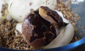 South American Bushmaster – Lachesis muta - Insects