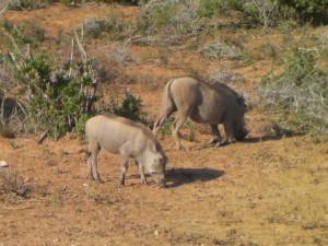 Desert Warthog – Phacochoerus aethiopicus - Ground Mammals
