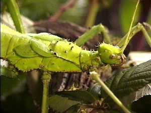 Lightning Bug - All About The Lightning Bug - Insects