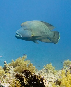 Humphead Wrasse – Cheilinus undulatus - Fish